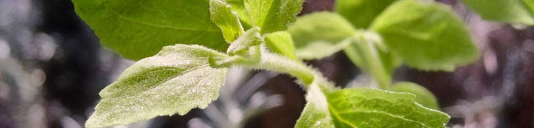 caratteristiche e proprietà della pianta stevia